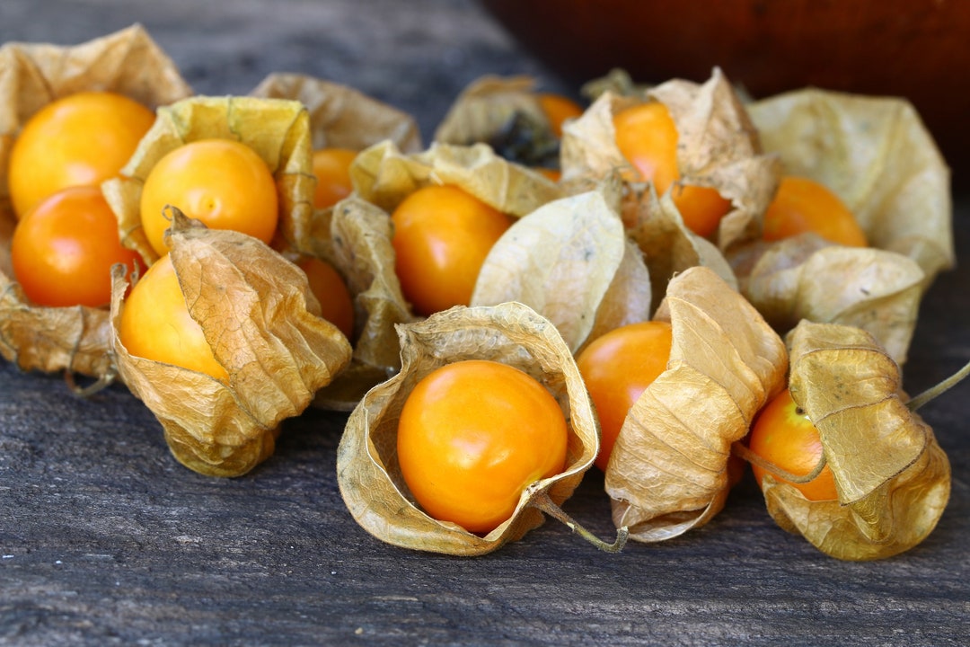 Cape Gooseberry Tomatillo Seeds, Ground Cherry, Orange Golden Berry ...
