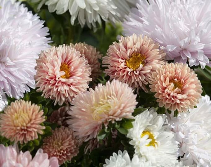 Aster Flower Mix Seeds, the Roses Mix, White, Blush Apricot, Pastel Pink Peony Asters // Non-gmo ...