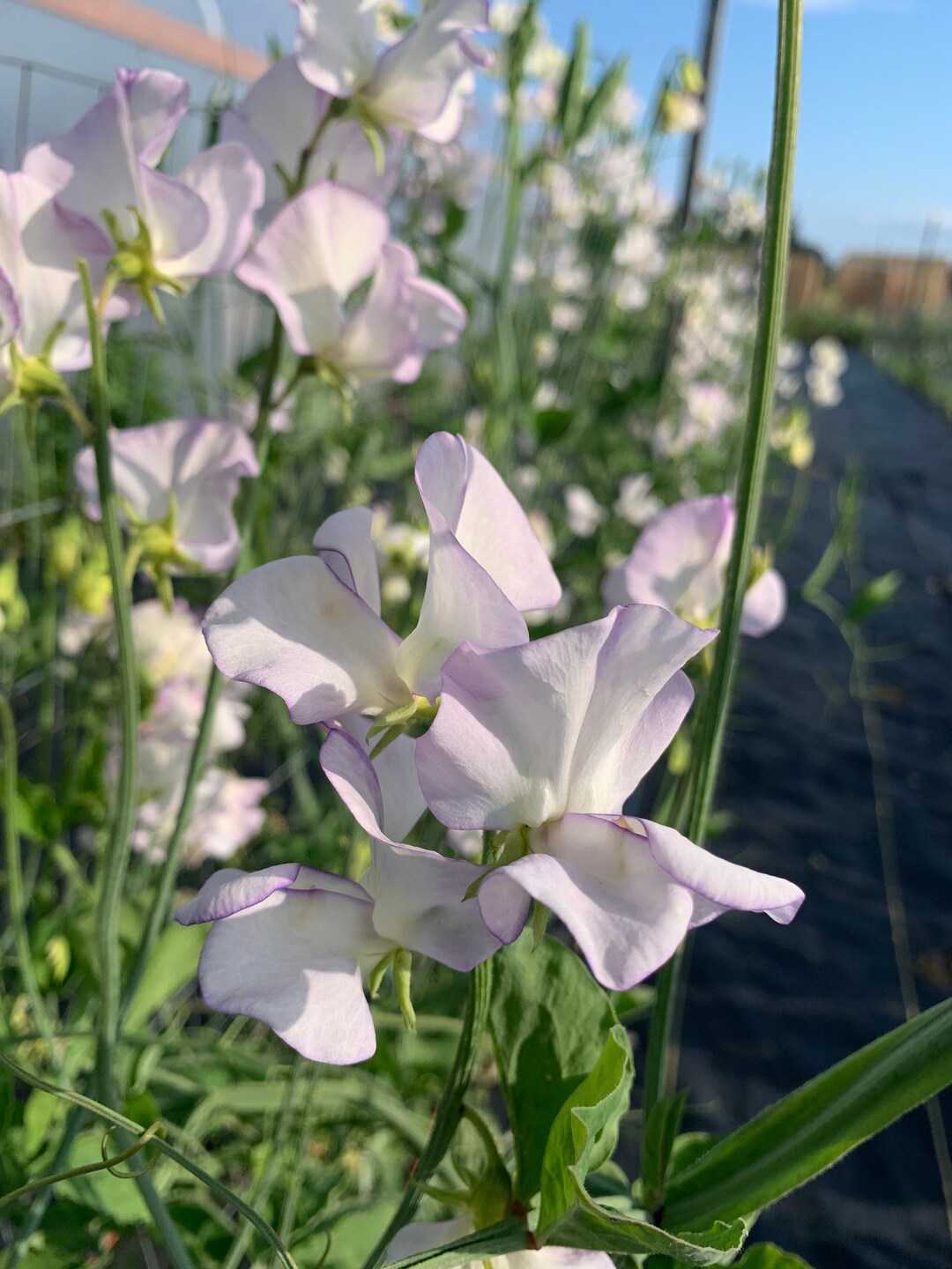 High Scent Sweet Pea Seeds, 30 Count, Fragrant Sweetpea Flowers - Etsy