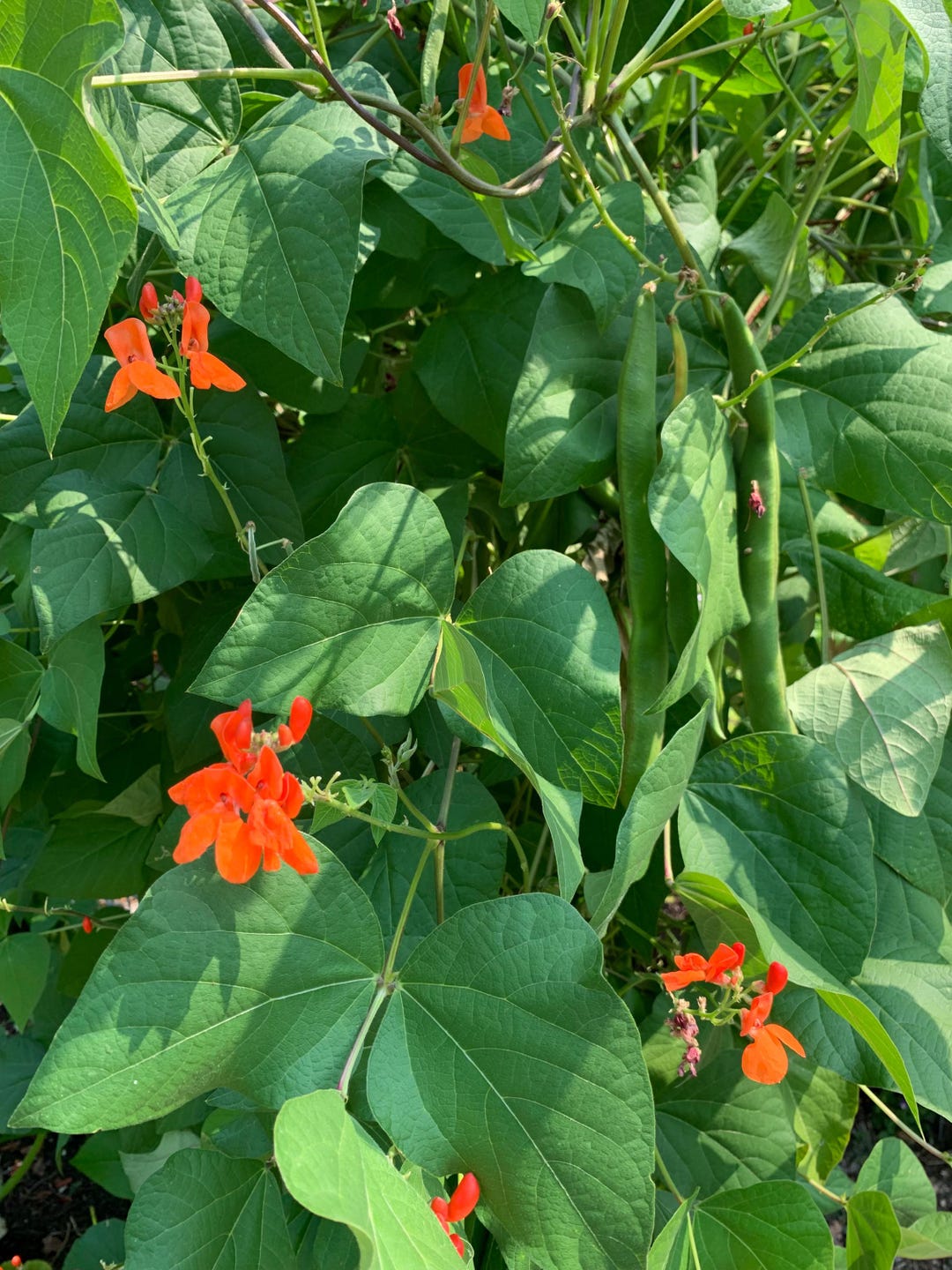 Scarlet Runner Bean Seeds // Open Pollinated, Non-gmo, Phaseolus ...