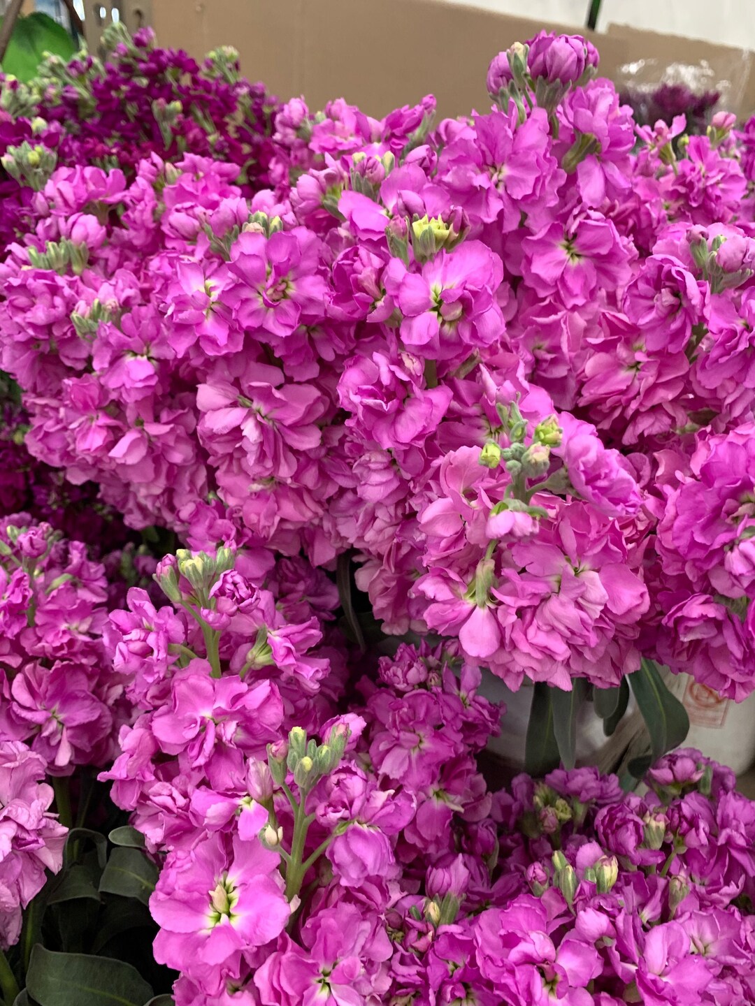 Katz Bright Rose Stock Flower Seeds // Open Pollinated, Non-gmo ...