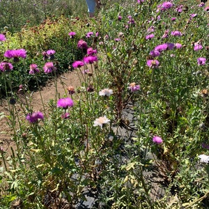 Sweet Sultan Flower Seeds, Imperialis Mix, Mixed Colors // Non-gmo ...