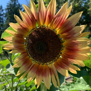 Gypsy Charmer Sunflower Seeds, Tricolor 4-6' Branching Sunflowers ...