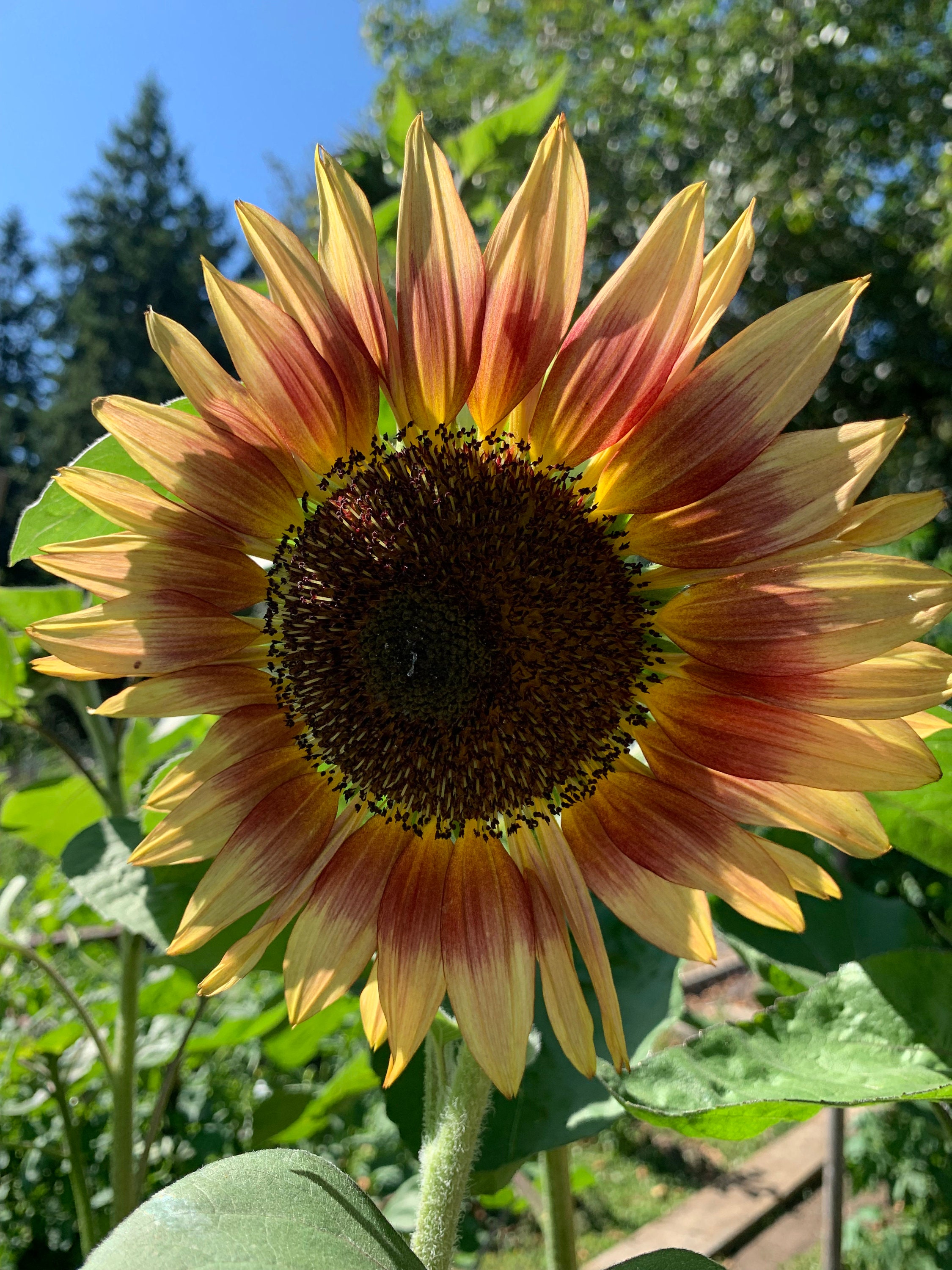 Gypsy Charmer Sunflower Seeds, 25 Count, Tricolor 4-6' Branching ...