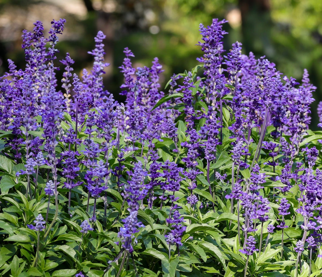 Victoria Blue Salvia Seeds, Blue Mealycup Salvia // Non-gmo, Salvia ...
