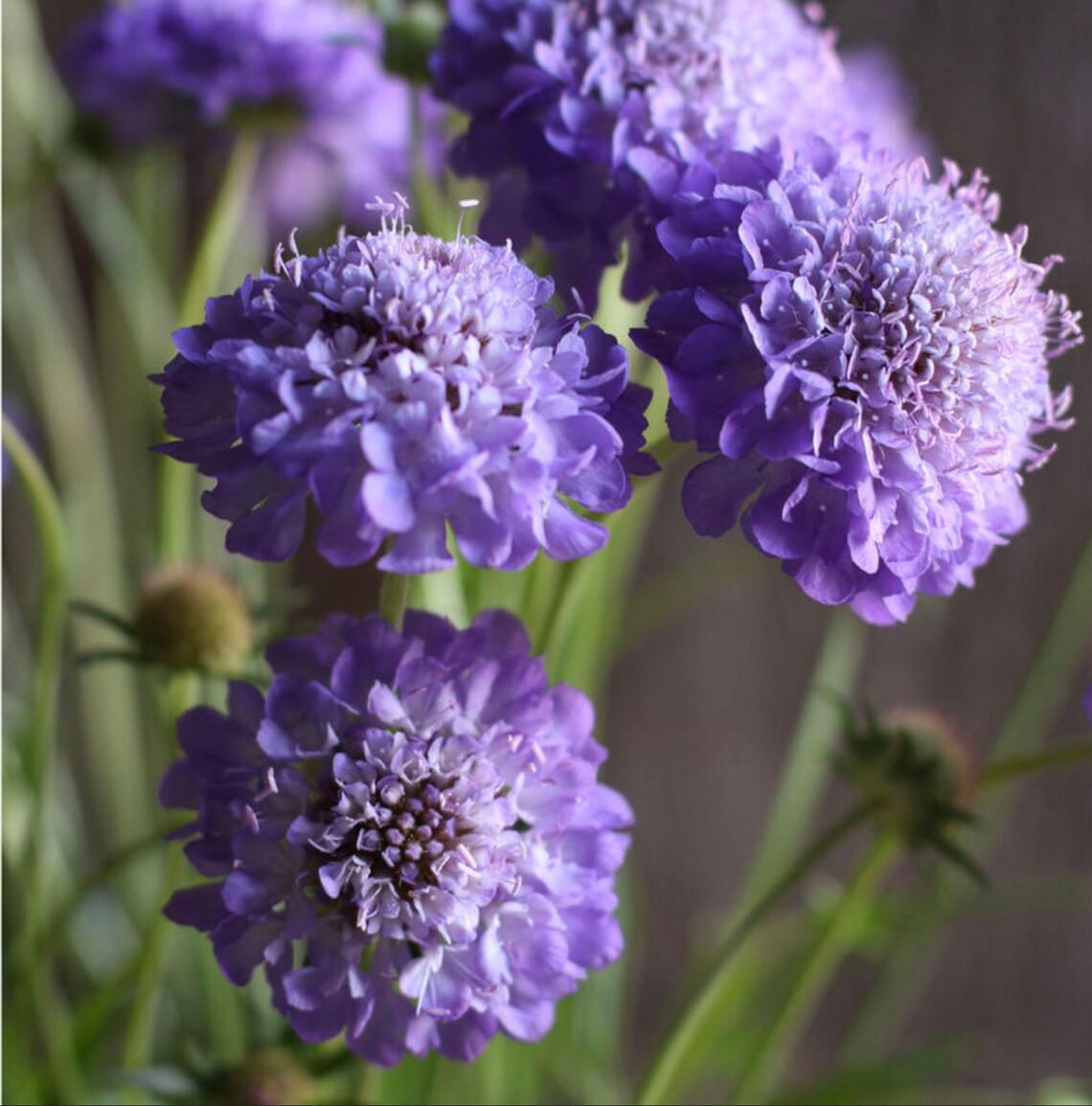 Oxford Blue Scabiosa Seeds Pincushion Flower Mourning Bride - Etsy