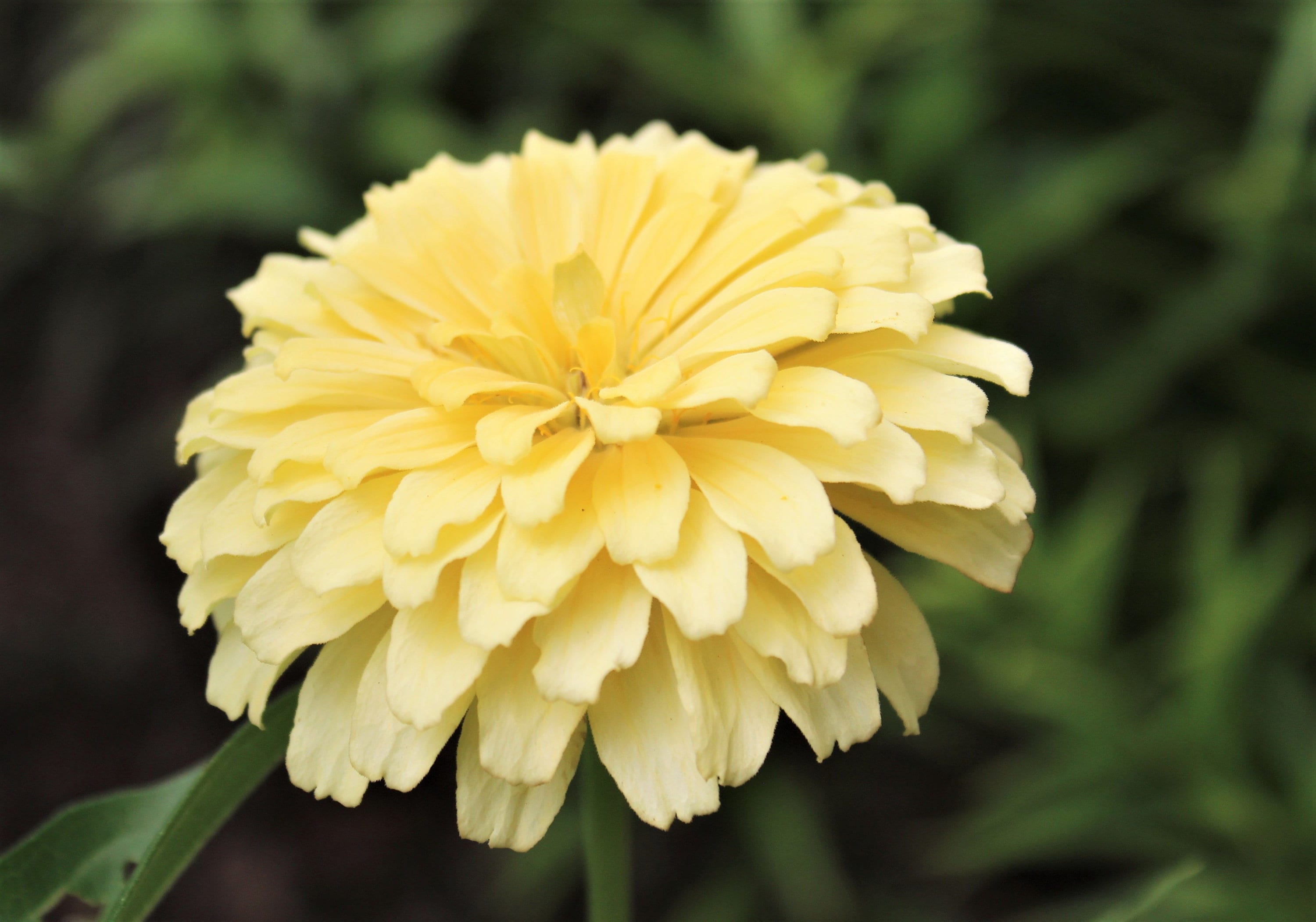 Isabellina Zinnia Seeds Pale Creamy Yellow Zinnias 200 Seeds - Etsy