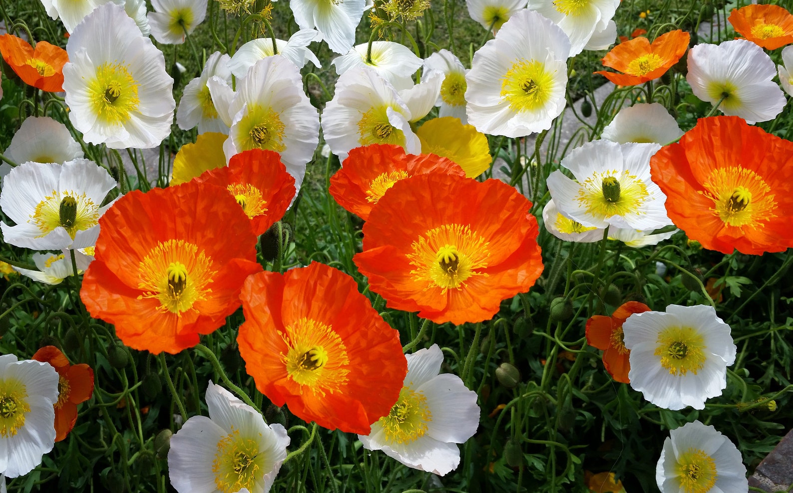 Iceland Poppy Seeds Mixed Color Iceland Poppies 2000 Seeds - Etsy