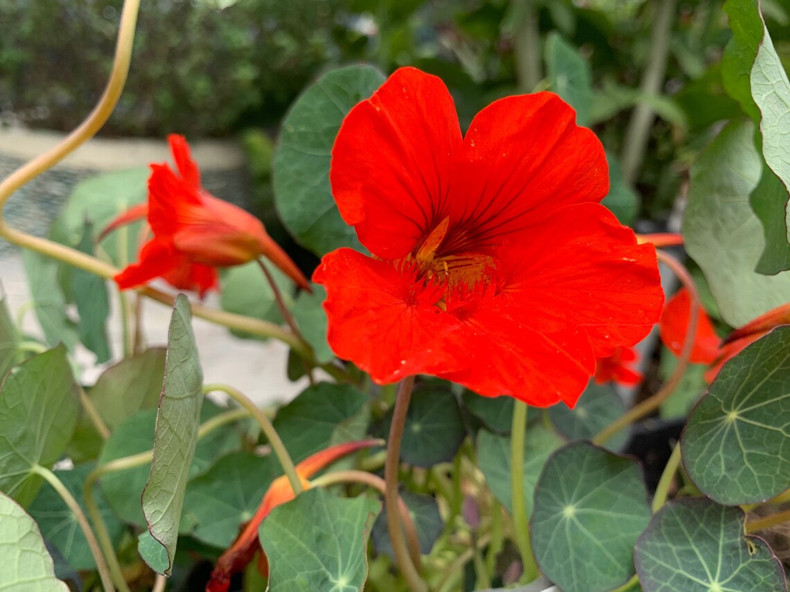 Empress of India Nasturtium Seeds Red Nasturtiums 25 Seeds - Etsy