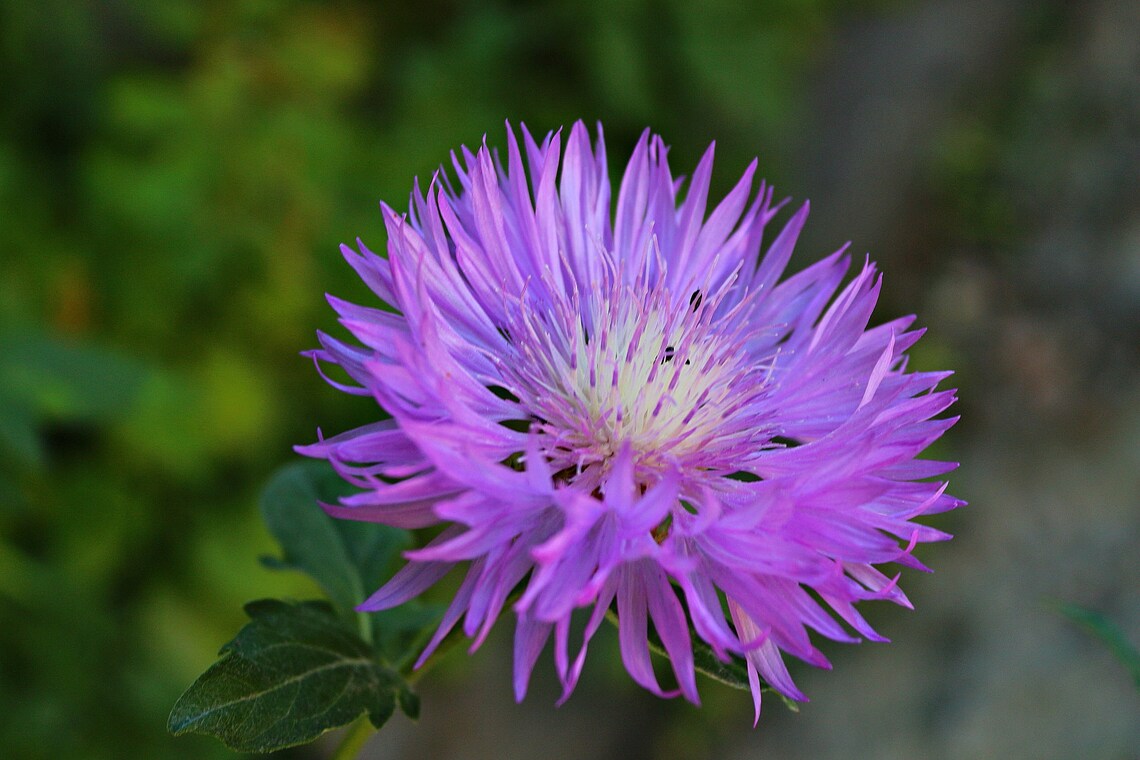 Sweet Sultan Flower Seeds Imperialis Mix Mixed Colors 500 | Etsy