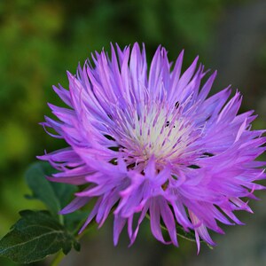 Sweet Sultan Flower Seeds Imperialis Mix Mixed Colors 500 - Etsy