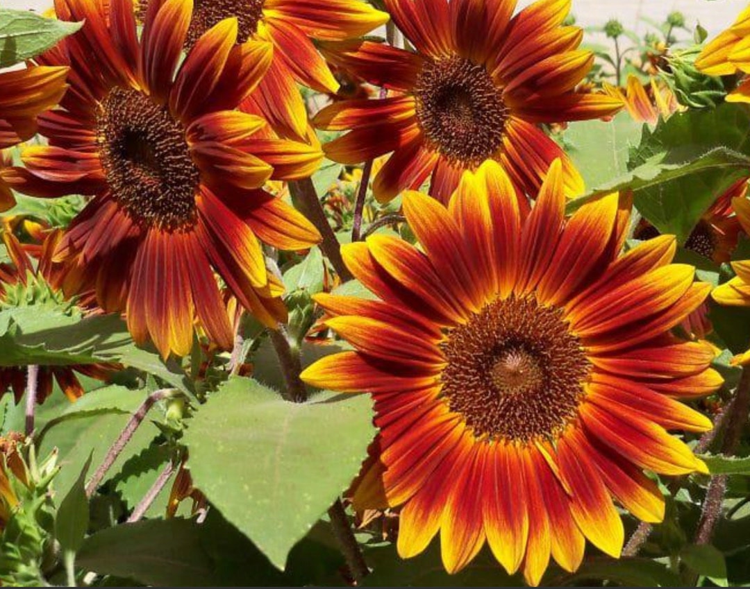 Little Becka Sunflower Seeds, 25 Count, Dwarf Sunflowers - Etsy