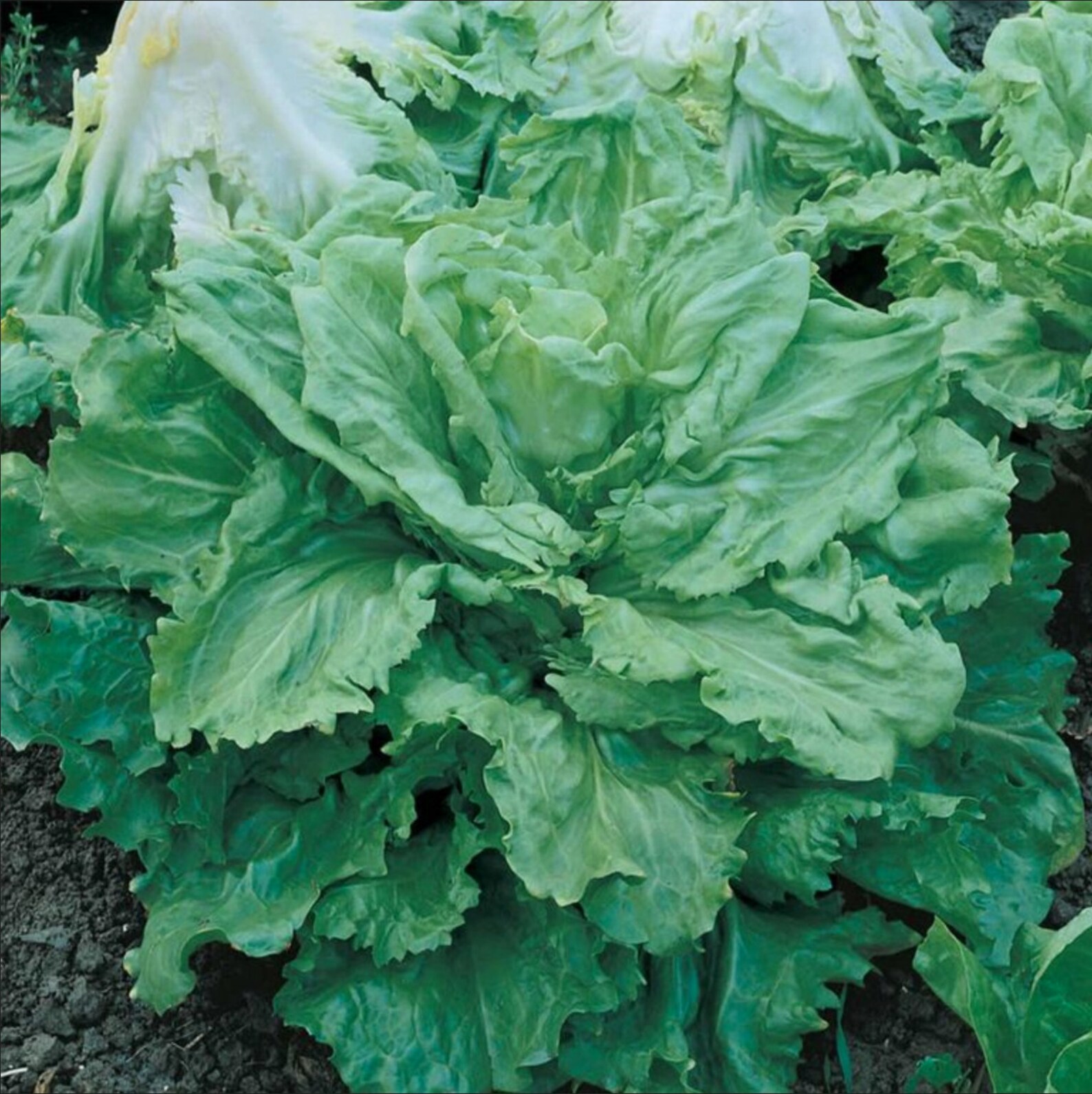 Organic Batavian Endive Seeds Broadleaf Batavian Endive - Etsy