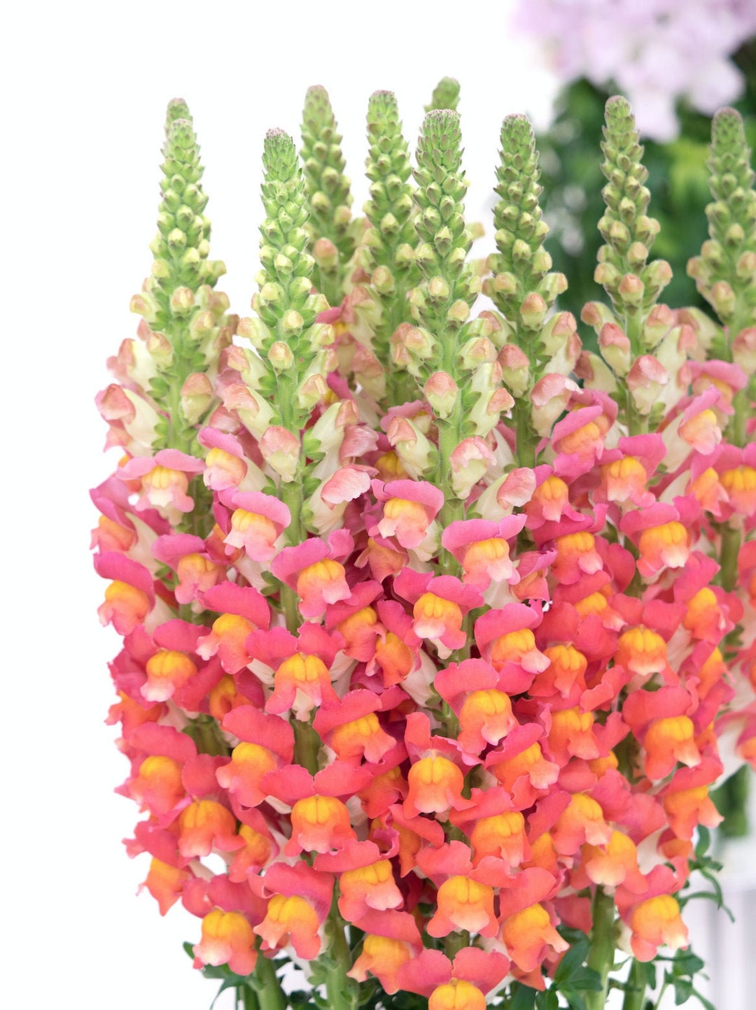 Potomac Orange F1 Snapdragon Seeds // Open Pollinated, Non-gmo ...