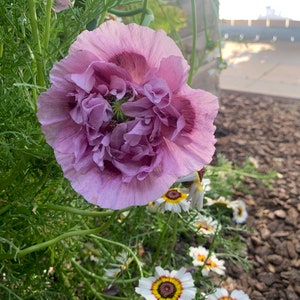 Organic Purple Frilly English Poppy Seeds, 150 Count, Lavender Pom-pom ...