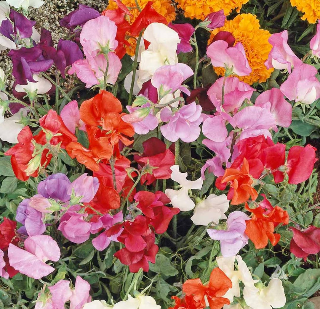 Knee-high Mix Sweet Peas, Mixed Semi-dwarf Sweet Pea Seeds // Non-gmo ...