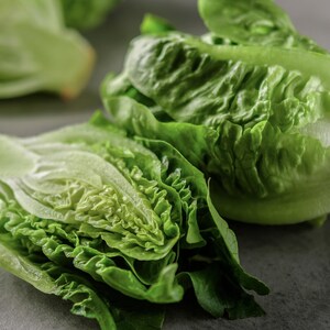 Little Caesar Romaine Lettuce Seeds, 1k Count, Lactuca Sativa - Etsy