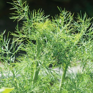 Fernleaf Dill Seeds, Dwarf Fern Leaf Dill, Slow-bolting Dill // Open ...