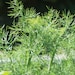 Fernleaf Dill Seeds, Dwarf Fern Leaf Dill, Slow-bolting Dill, 100 Seeds ...