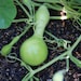 Birdhouse Gourds Seeds Dipper Bottle Gourd 25 Seeds // - Etsy