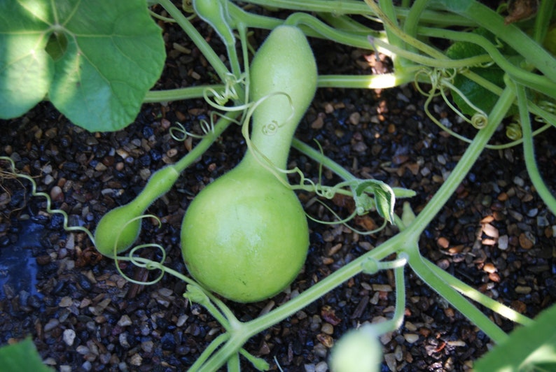 Birdhouse Gourds Seeds Dipper Bottle Gourd 25 Seeds // - Etsy