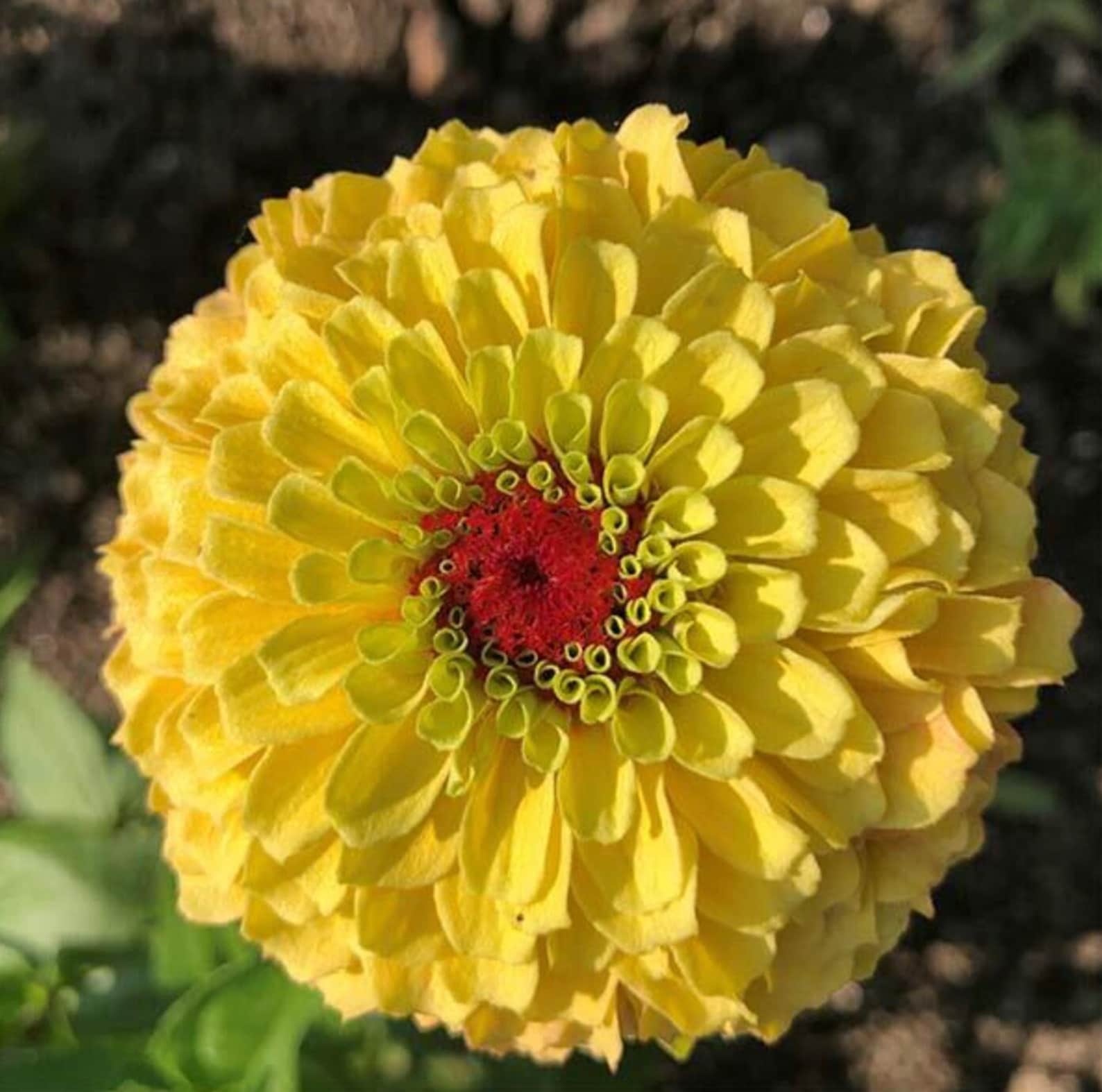 Queeny Lemon Peach Zinnia Seeds Queen Series Zinnias 20 - Etsy