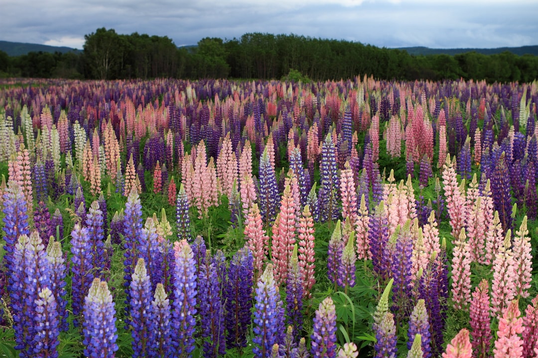 Russell Lupine Seeds, Mixed Colors Lupine Flowers // Open-pollinated ...