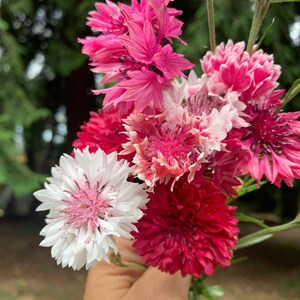 Classic Romantic Bachelor Buttons Seeds, Bi Color, Pinks, Reds, White ...