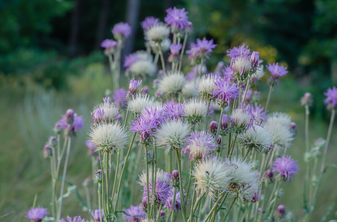 Sweet Sultan Flower Seeds Imperialis Mix Mixed Colors 500 | Etsy