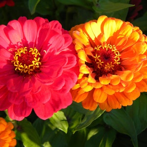 California Giant Zinnia Seeds, Mixed Colors Zinnias, 300 Seeds // Non ...
