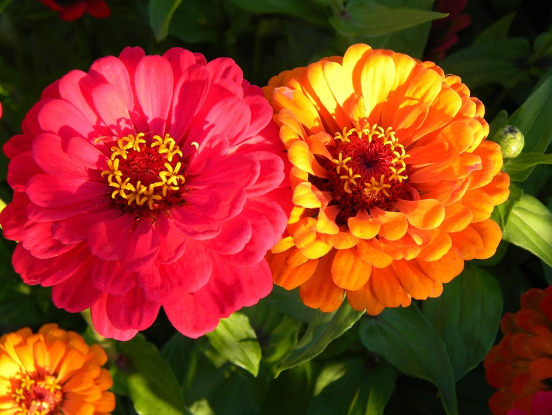 California Giant Zinnia Seeds Mixed Colors Zinnias 100 Seeds | Etsy
