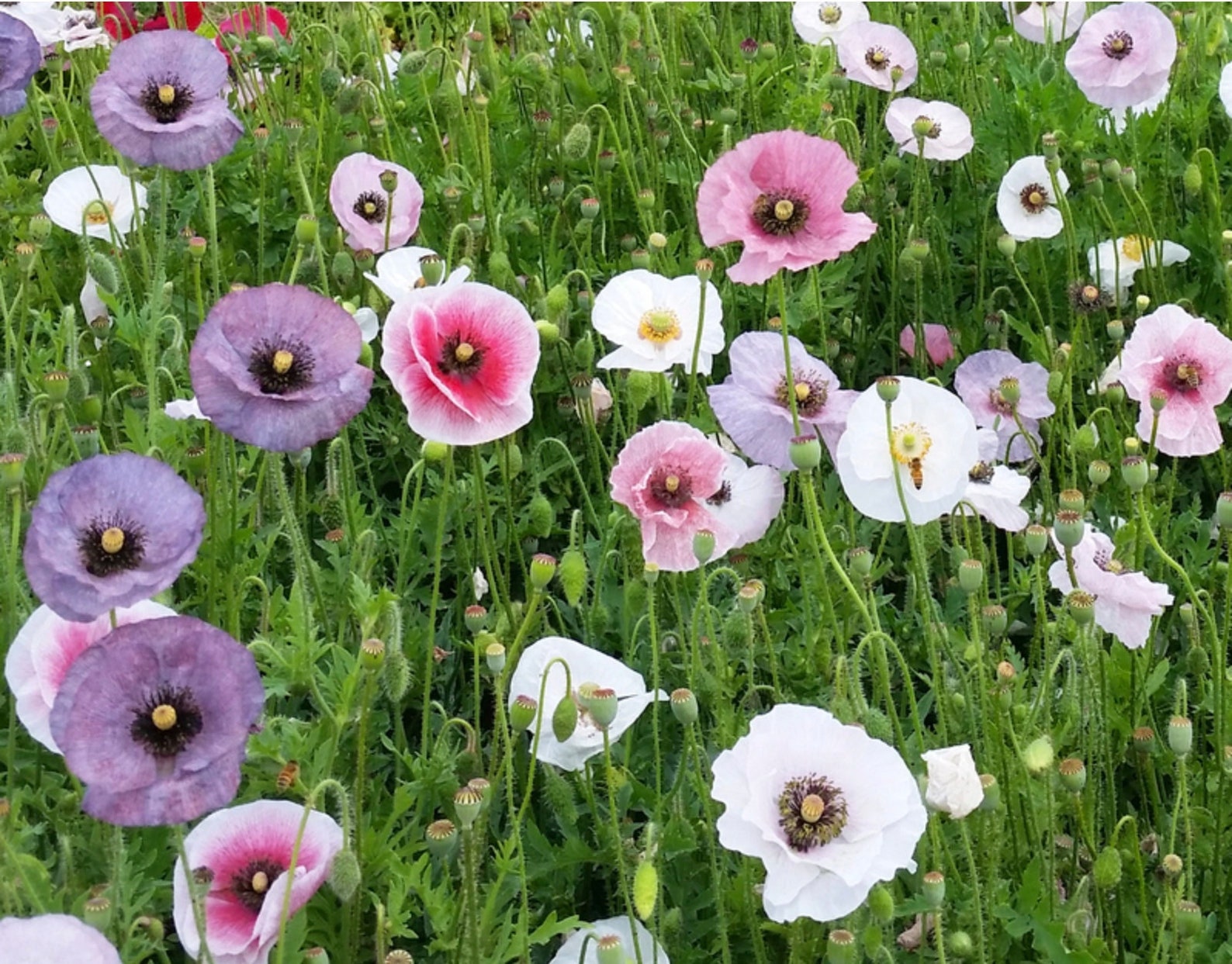 Organic Mother of Pearl Poppy Flower Seeds, 300 Count, Papaver Rhoeas ...