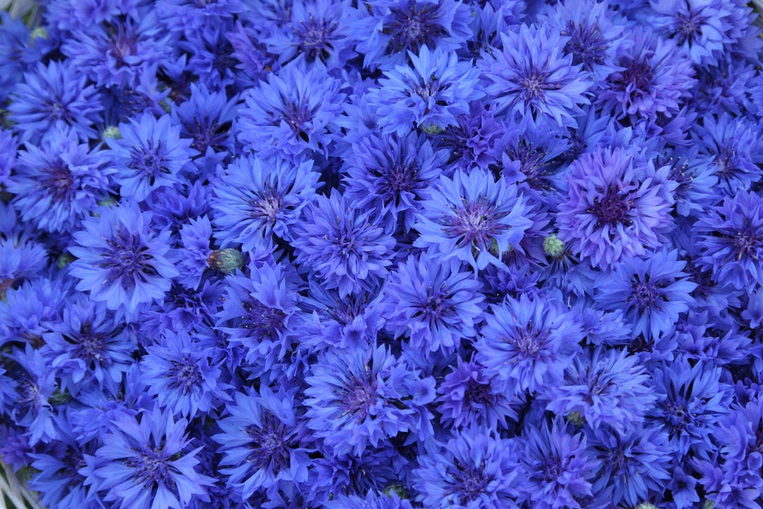 Florist Blue Boy Cornflower Seeds, Tall Deep Blue Bachelor Button Seeds ...