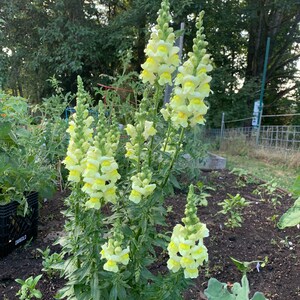 Orleans Early Lemon Yellow F1 Snapdragon Seeds, Pastel Yellow ...
