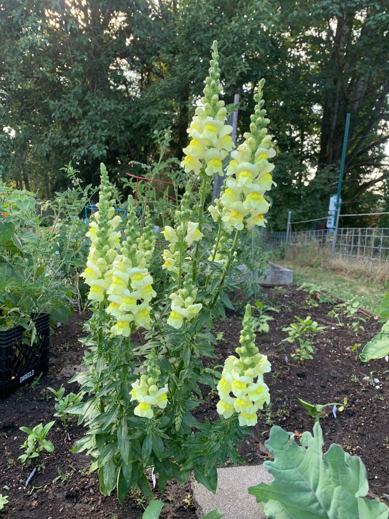 Orleans Early Lemon Yellow (F!) Snapdragon Seeds, 50 Count - Etsy