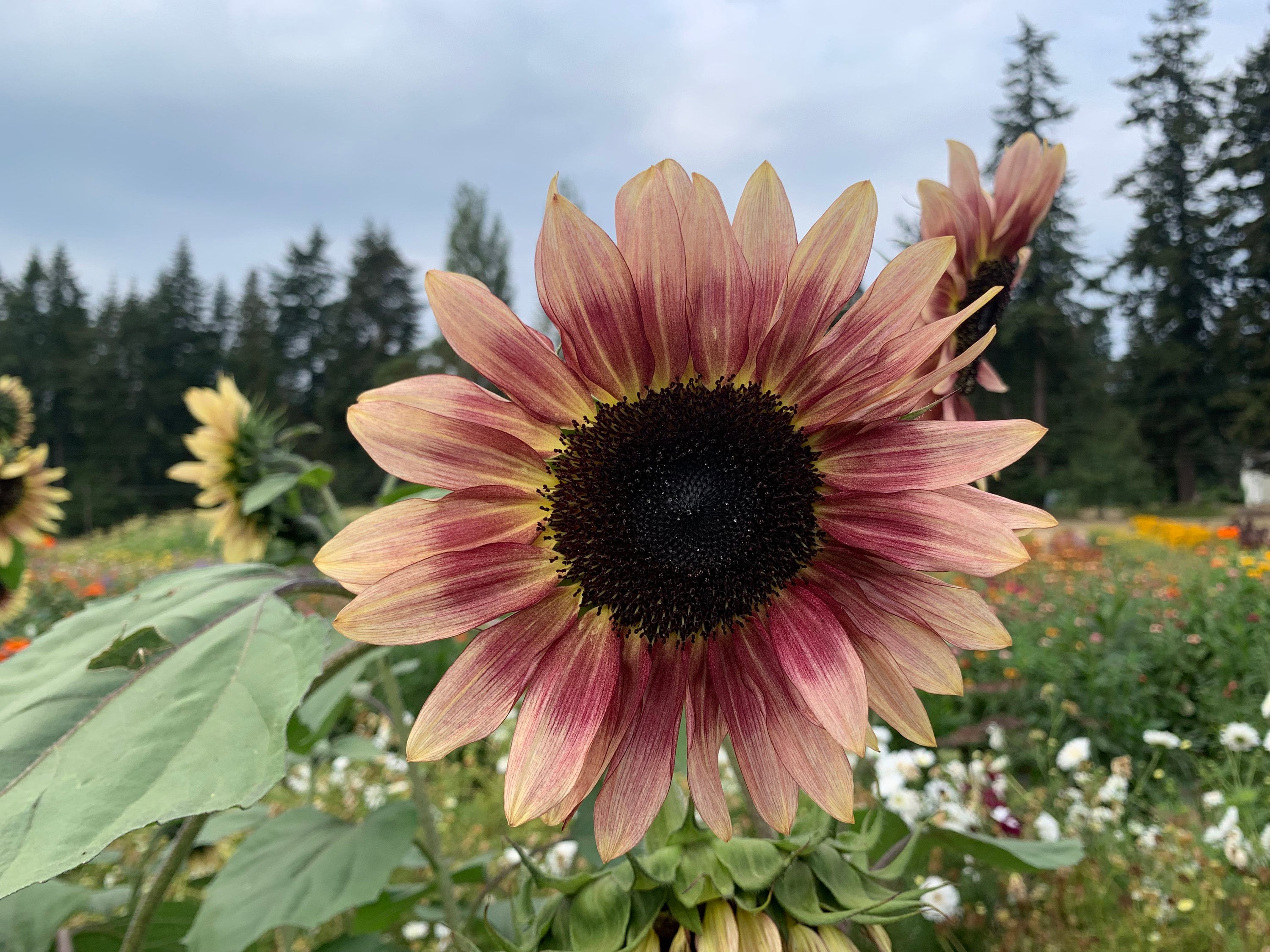 Razzmatazz F1 Sunflower Seeds Blended Bi-color and Solid - Etsy