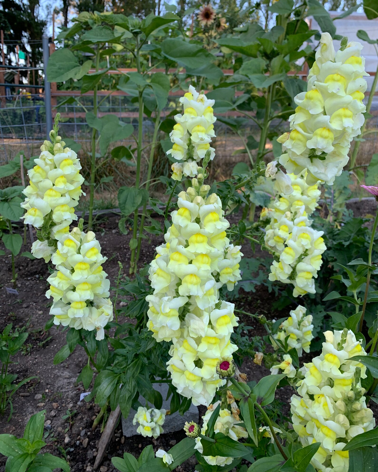 Orleans Early Lemon Yellow (F!) Snapdragon Seeds, 50 Count - Etsy