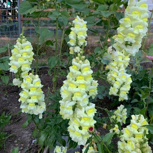 Orleans Early Lemon Yellow F1 Snapdragon Seeds, Pastel Yellow ...