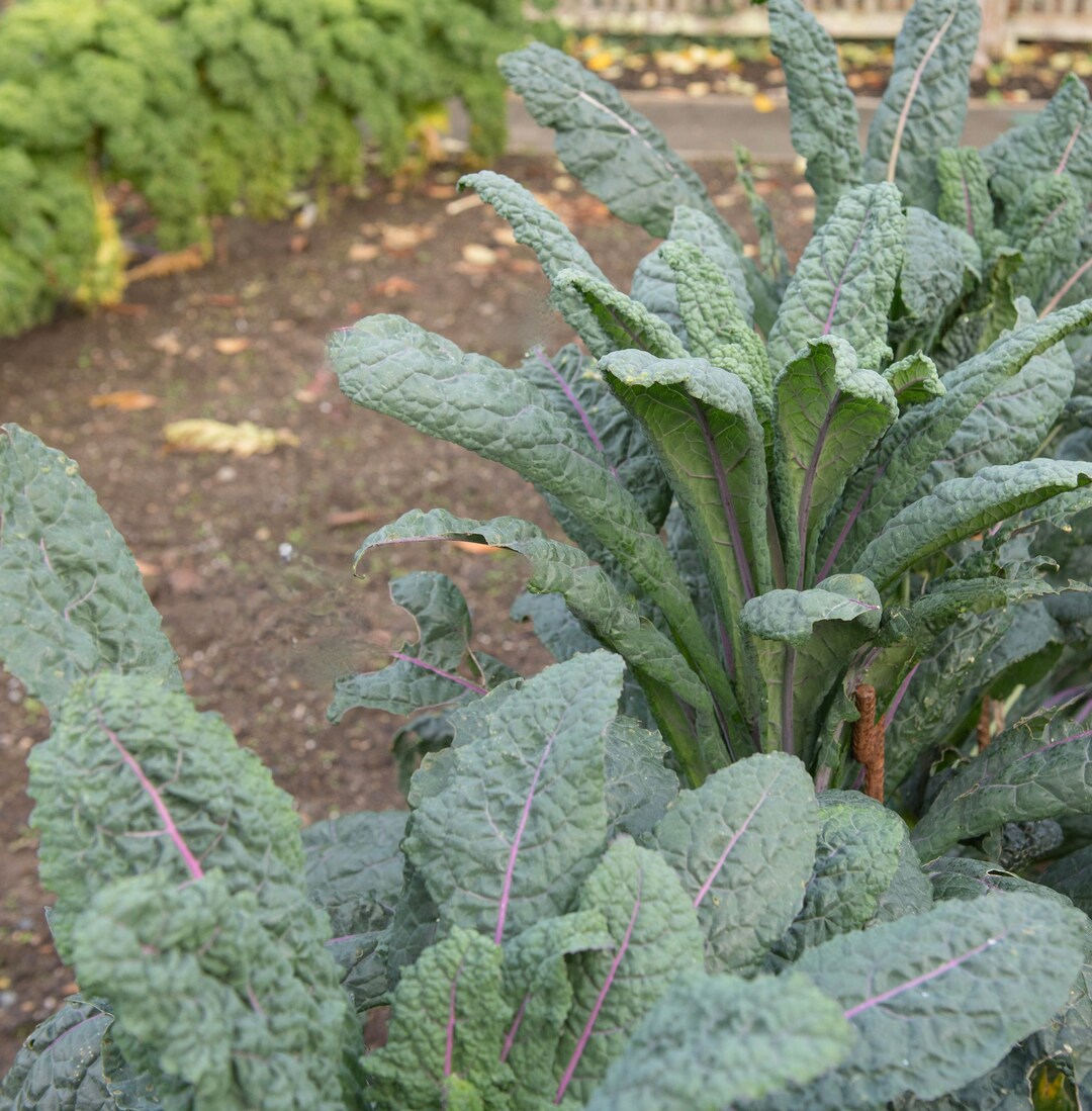 Organic Dazzling Blue Kale Seeds Lacinato Dinosaur Green & - Etsy