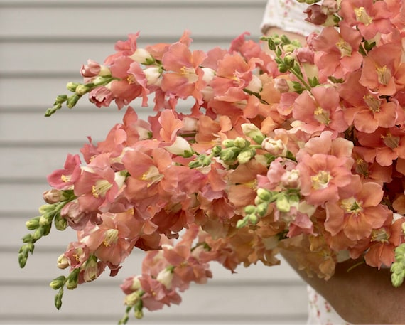 Chantilly Snapdragons