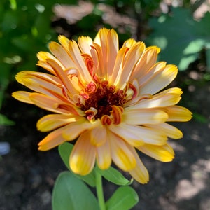 Organic Solar Flashback Mix Calendula Seeds, Flash Calendulas, Peach ...