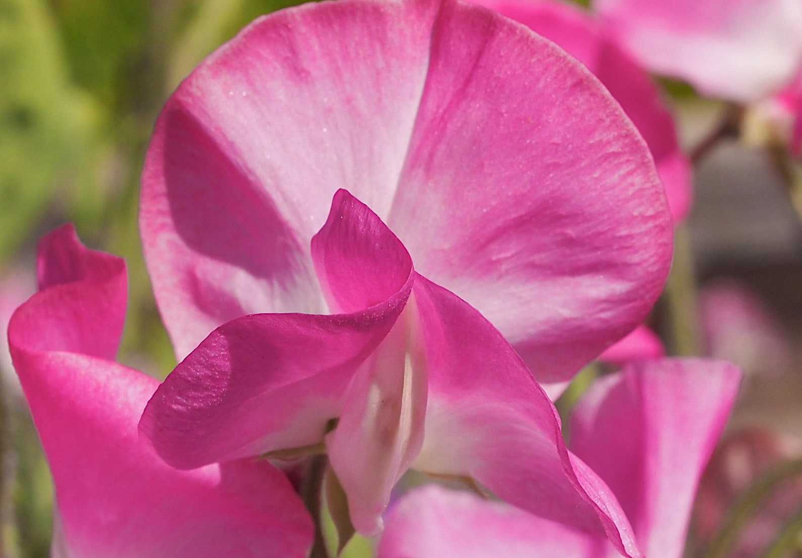 Cupid Pink Sweet Peas Dwarf Sweet Pea X30 Seeds // - Etsy