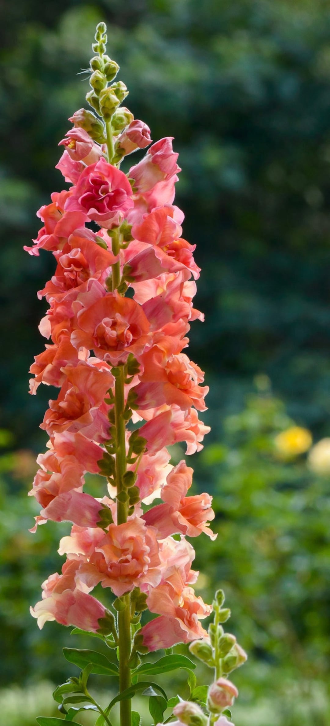 Madame Butterfly Bronze F1 Snapdragon Seeds // Open Pollinated, Non-gmo ...