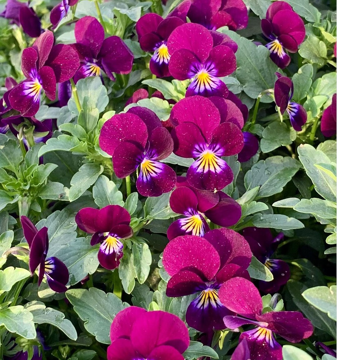 Viola 'king Henry' Seeds // Non-gmo, Viola Cornuta - Etsy