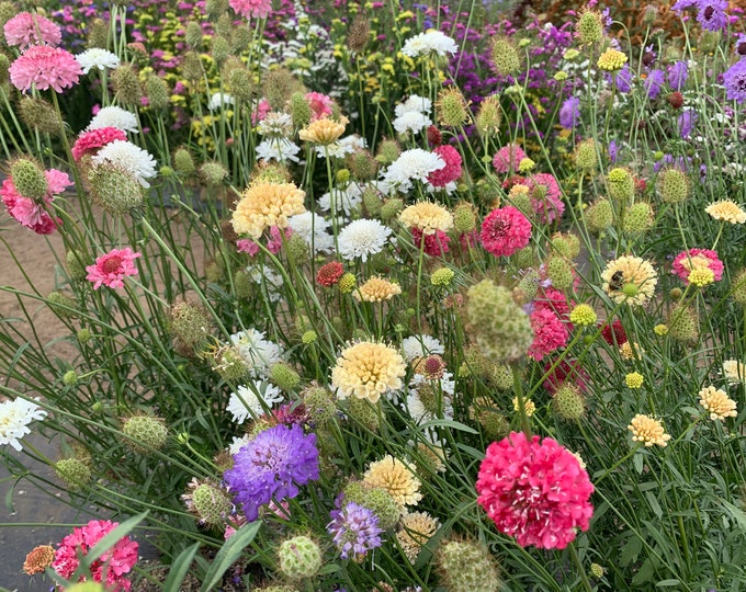 Scabiosa Imperial Mix Seeds, Pincushion Flower, Mourning Bride, 500 ...