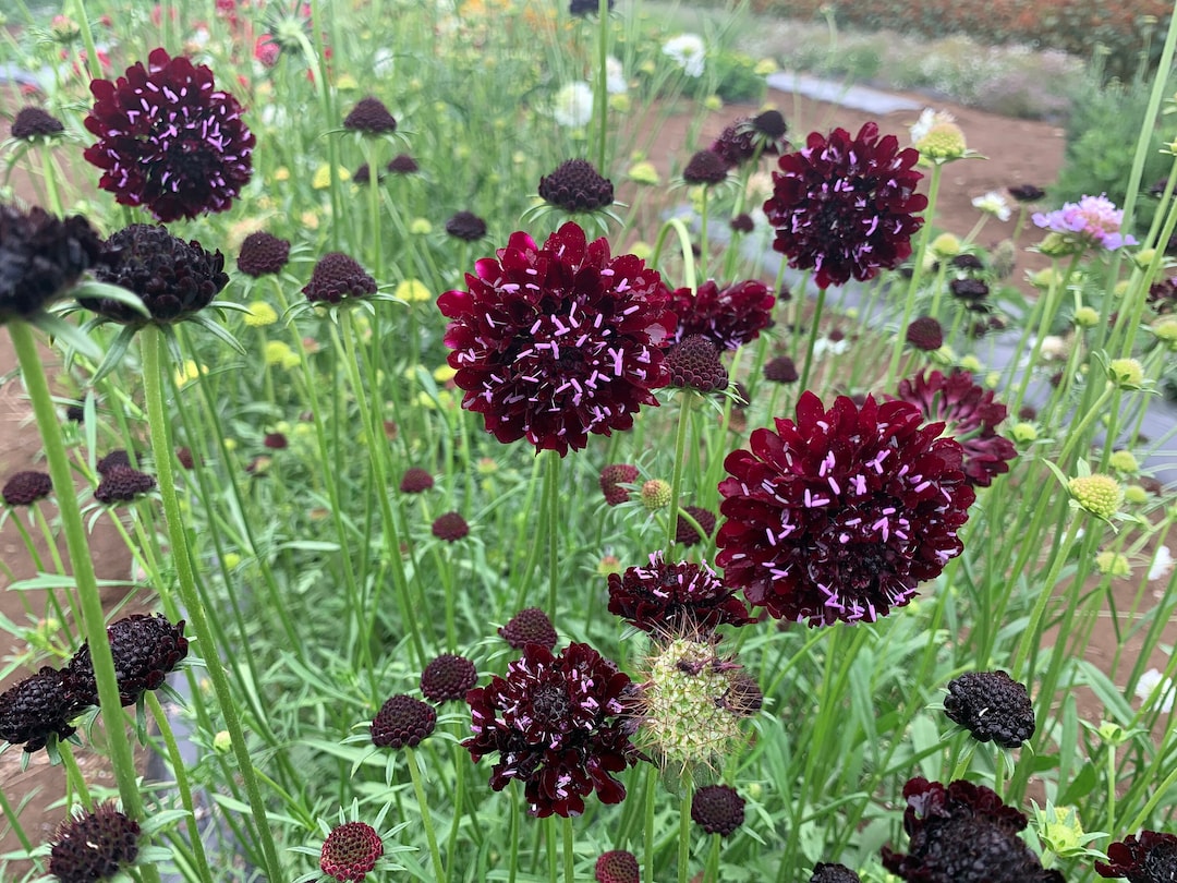 Black Knight Scabiosa Seeds, Pincushion Flower, Mourning Bride, 50 ...