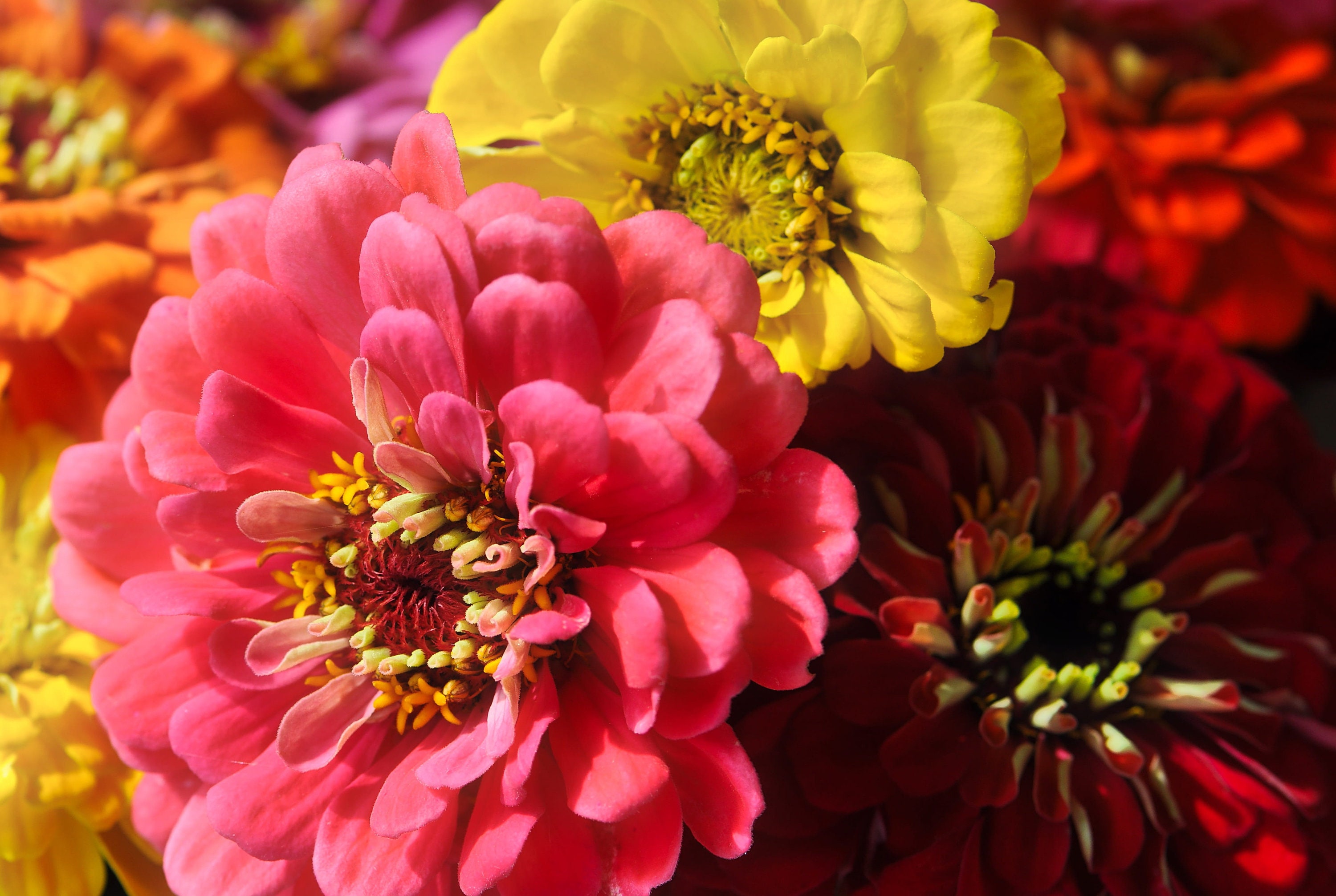 California Giant Zinnia Seeds Mixed Colors Zinnias 300 Seeds | Etsy