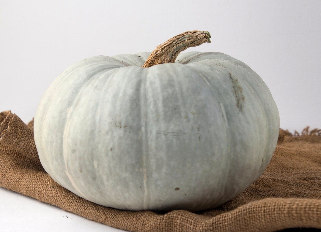 Silver Moon F1 Pumpkin Seeds, Stacker Variety, Large Silvery Pumpkins ...