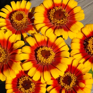 Sombrero Zinnia Seeds, Mexican Zinnias, Bi-color Yellow and Red Zinnias ...