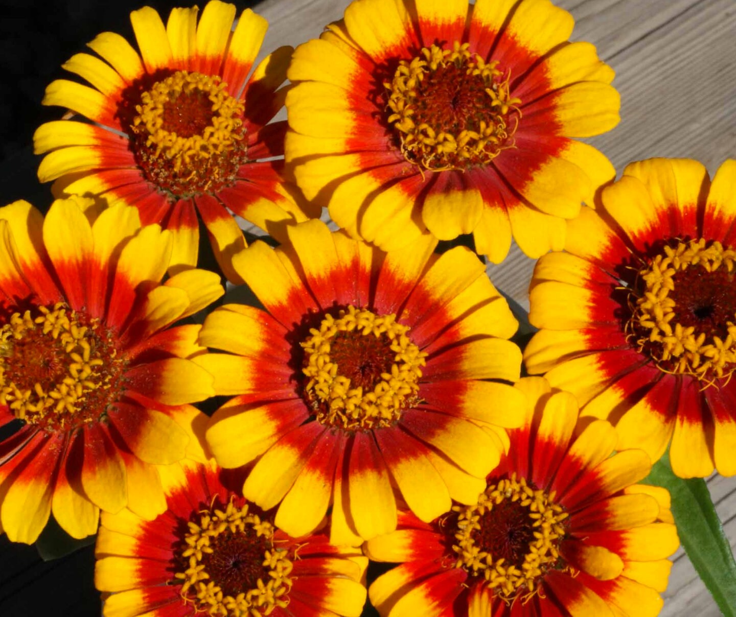 Sombrero Zinnia Seeds Mexican Zinnias Bi-color Yellow and - Etsy